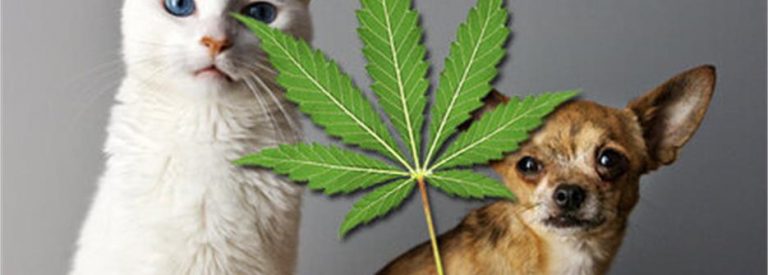 THC Toxicity Pets: Risks of Smoking Cannabis Around Animals