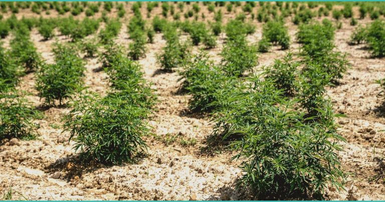 Hepatic Cannabinoid Metabolism and Cannabis Edible Dosing