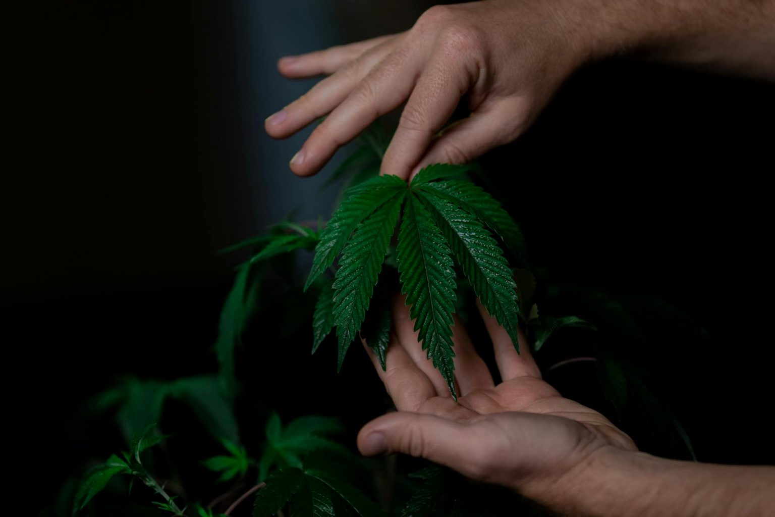 Ohio Intoxicating Hemp Ban Takes Effect March 20