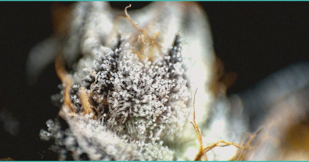 Medicare Cannabis Coverage Policy Sparks Federal Debate