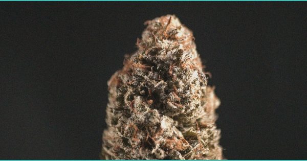 Cannabinol Sleep Research: Cannabis Compound vs Melatonin