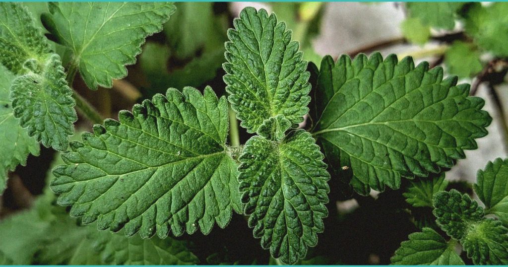 CBD Anorexia Weight Gain: Emerging Evidence & Clinical Insights