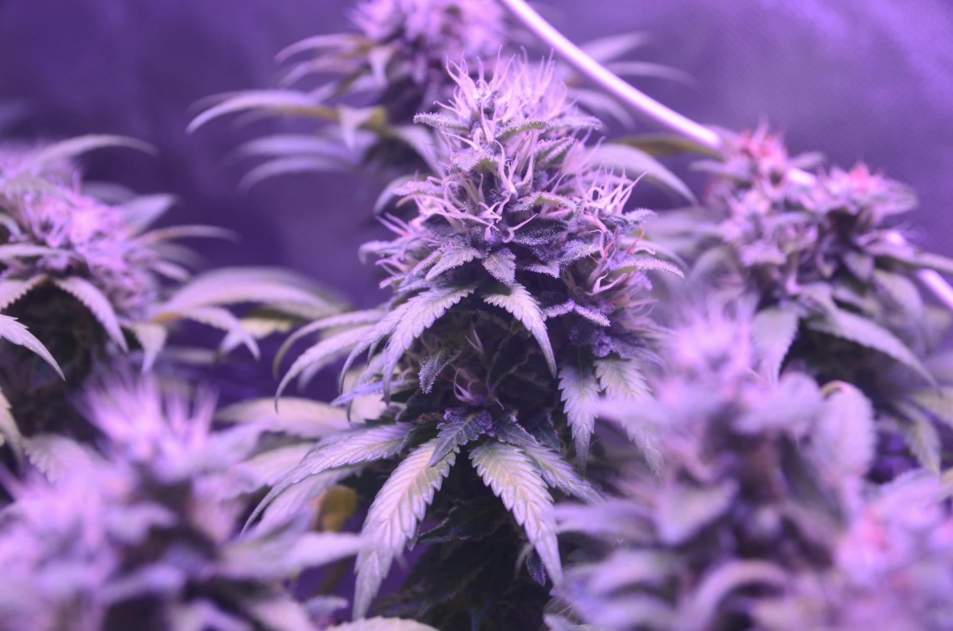 THC Potency Range Labeling Improves Cannabis Dosing Accuracy