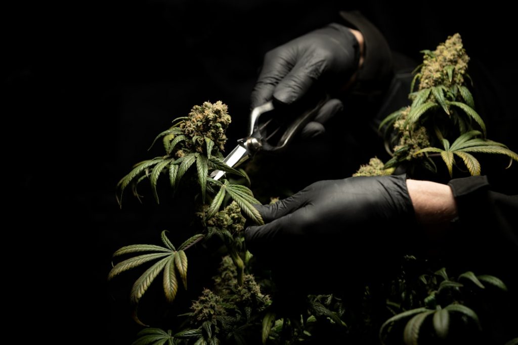 Medical Cannabis Testing Authority and Patient Safety Risks