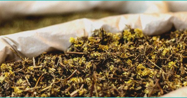 DEA Authorization VA Cannabis Research Advances Clinical Trials