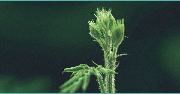 Cannabinoids Dementia Cognitive Decline: What the Evidence Shows
