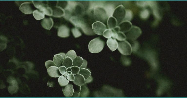 Cannabis THC Potency Regulation and Patient Safety Updates