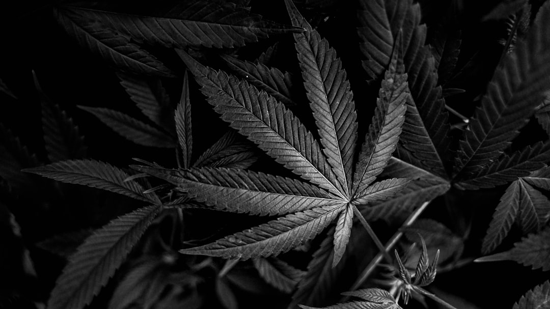 TSA Medical Marijuana Travel: Updated Policy Guide